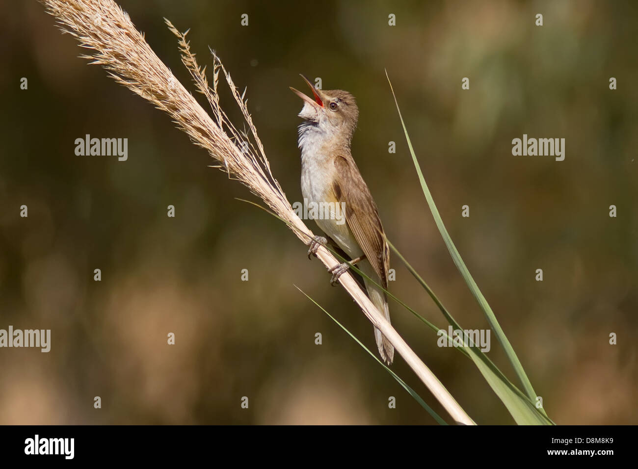 A Great Reed Warbler (Acrocephalus arundinaceus) singing on a reed ...