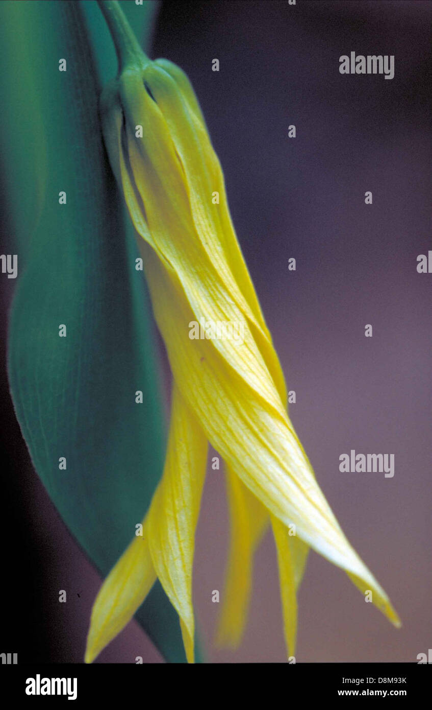 The large-flowered yellow bellwort (Uvularia grandiflora) is a ...