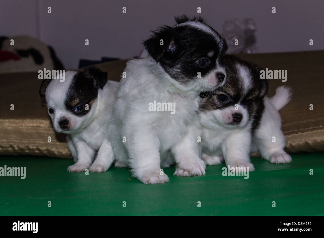 Adorable puppy photos hi-res stock photography and images - Alamy