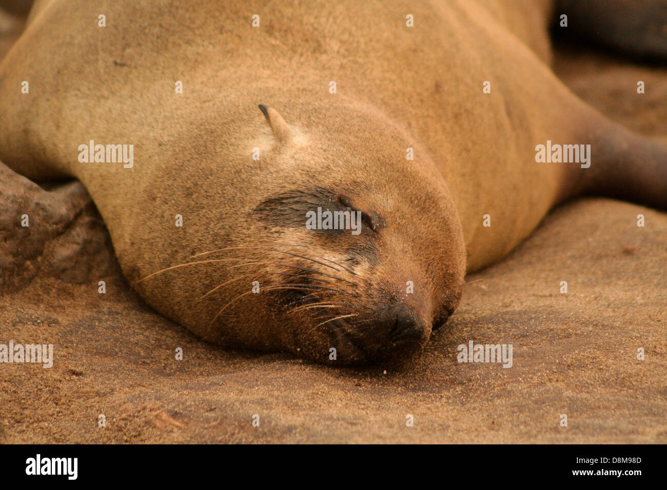 A sleeping seal on the Skeleton Coast Stock Photo - Alamy