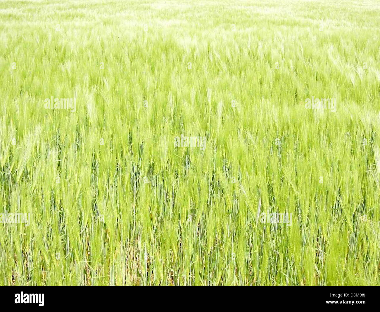 A field of light green oats, growing in the early stages of development ...