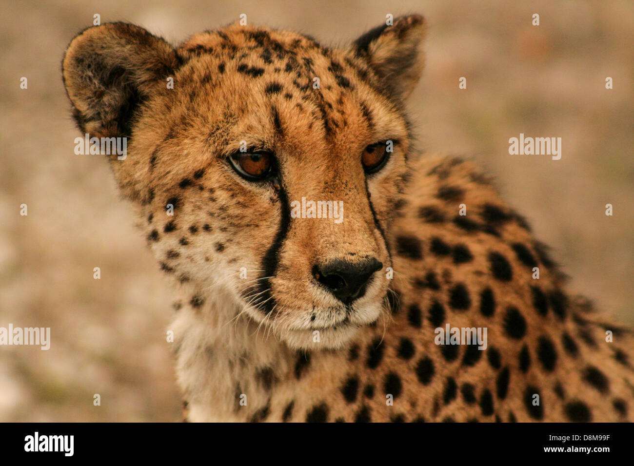 A profile of an African Cheetah Stock Photo - Alamy
