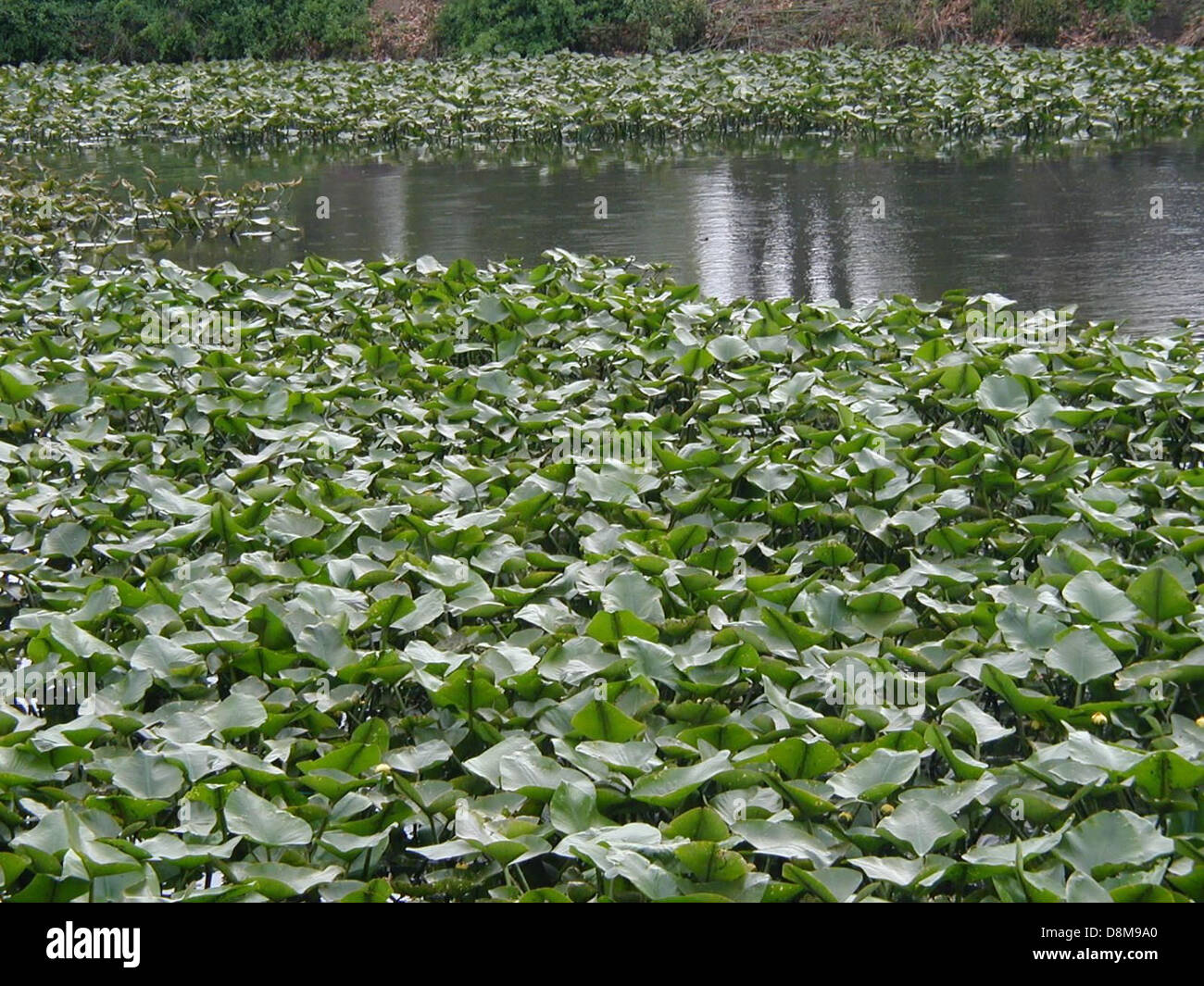 Lily pads float on the surface of a tranquil pond, with their large, round leaves and delicate ...