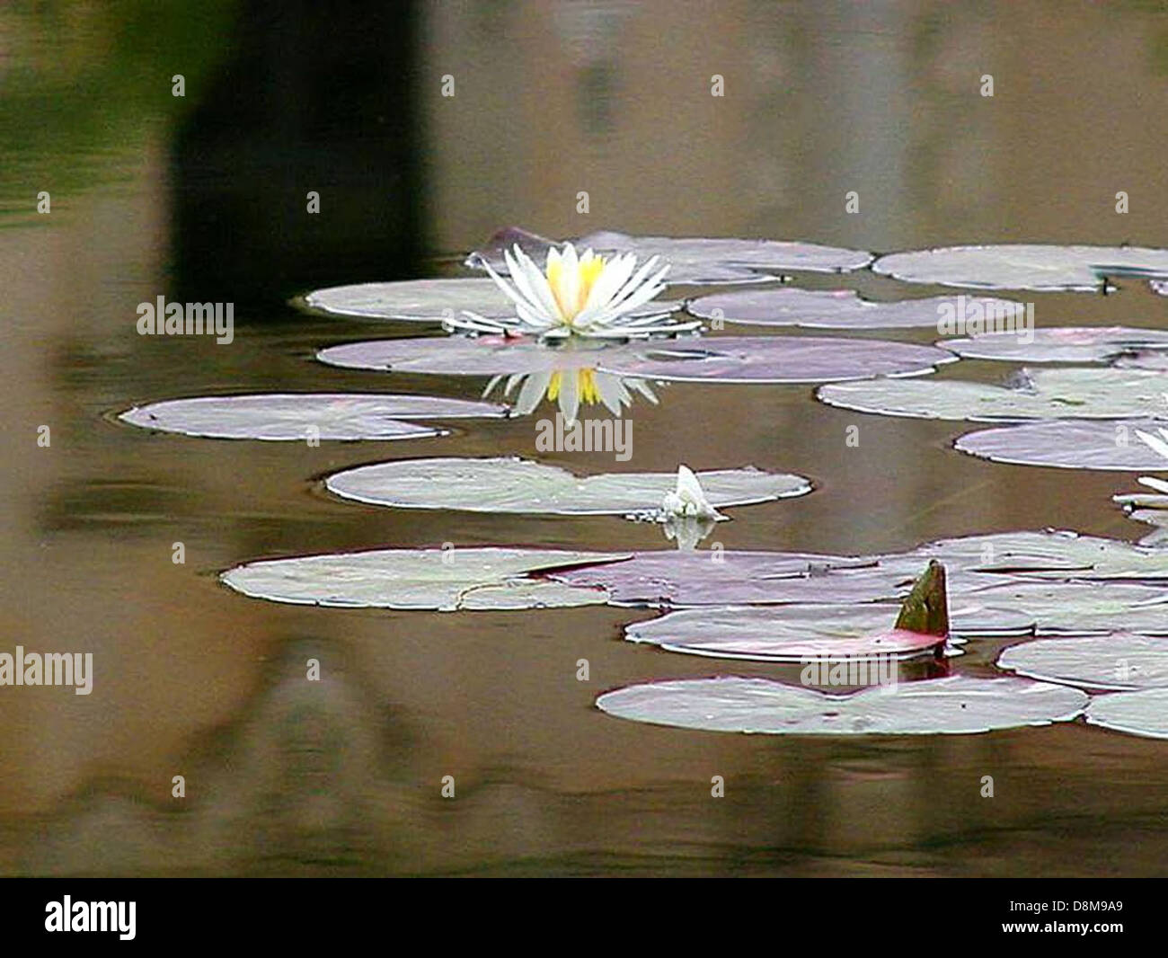 Lily pads on water surface hi-res stock photography and images - Alamy