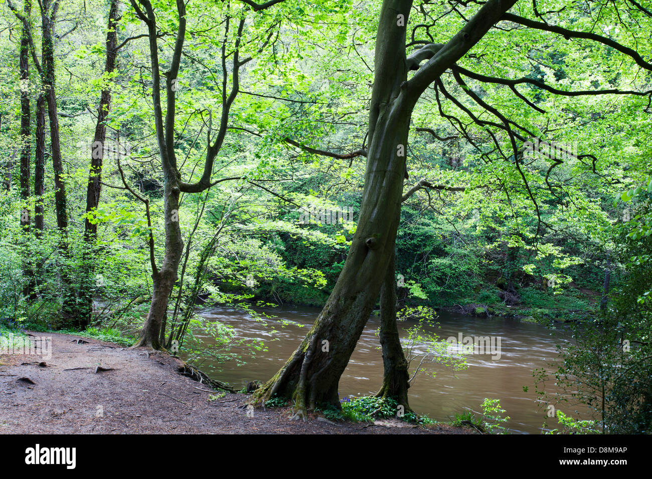 Spring Trees by the River Nidd in the Nidd Gorge Knaresborough ...