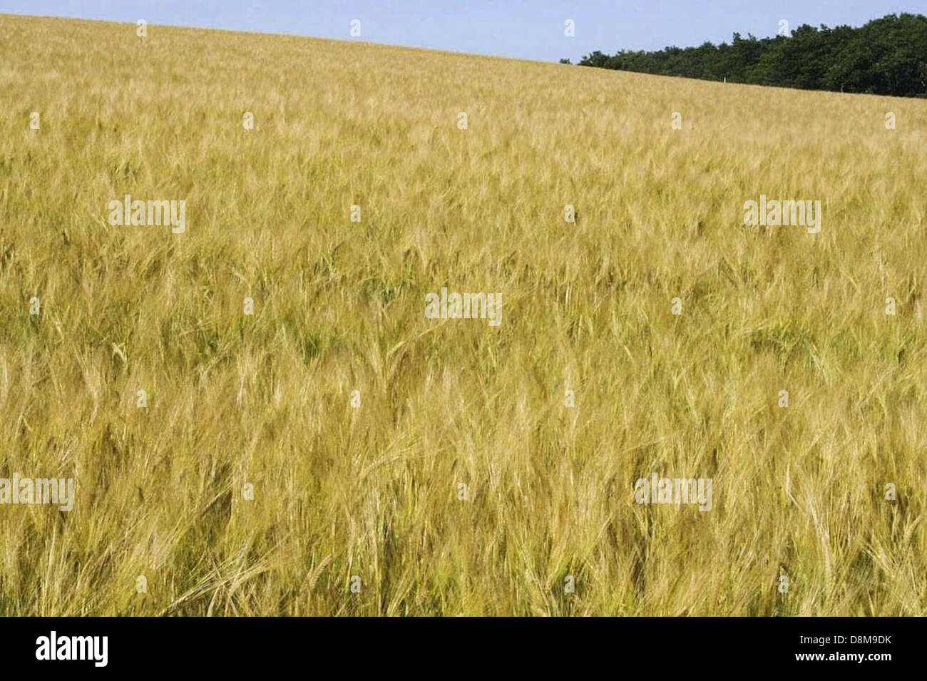 A field of mature grain ready for harvest, showcasing golden stalks ...