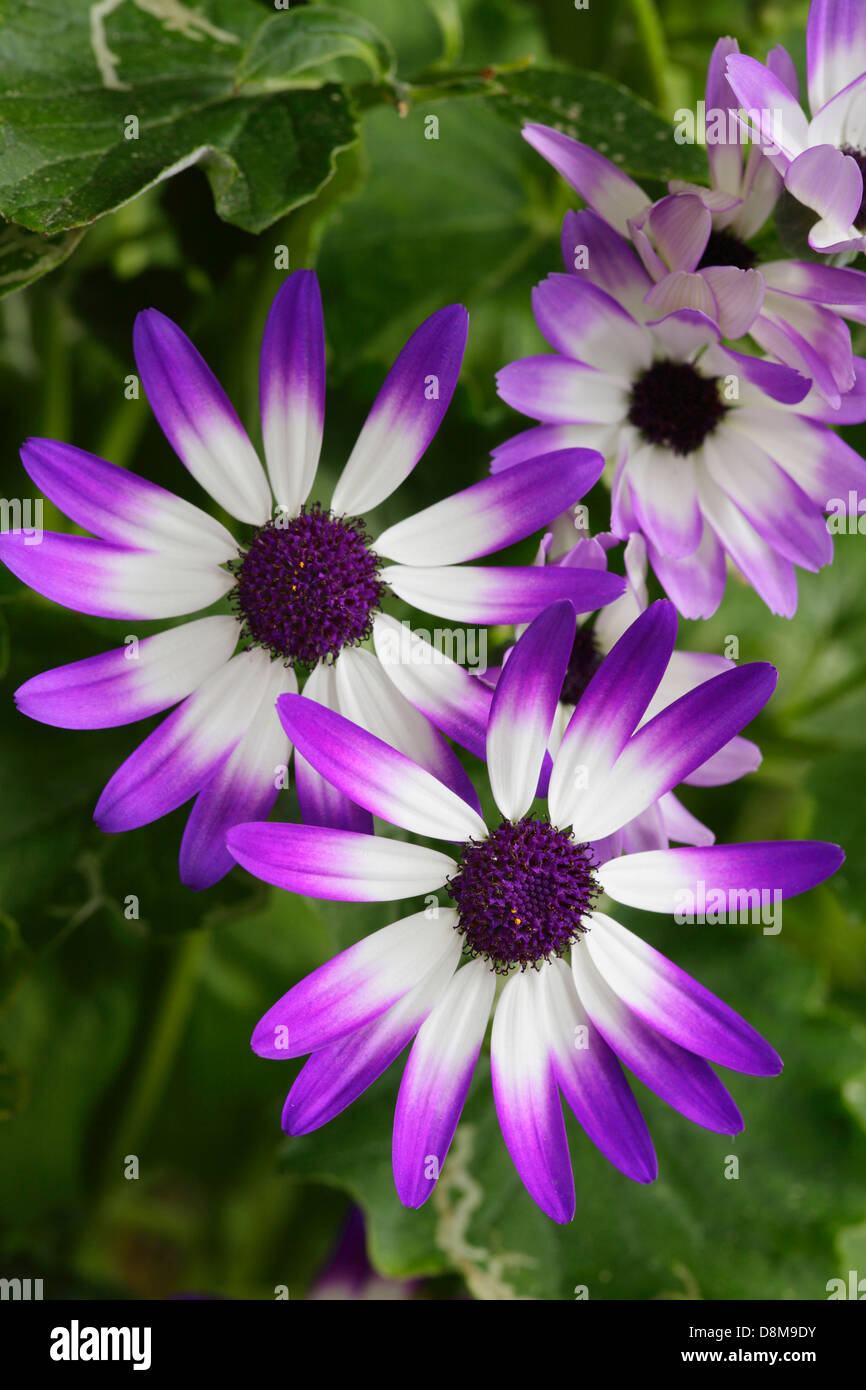 Purple pericallis hi-res stock photography and images - Alamy