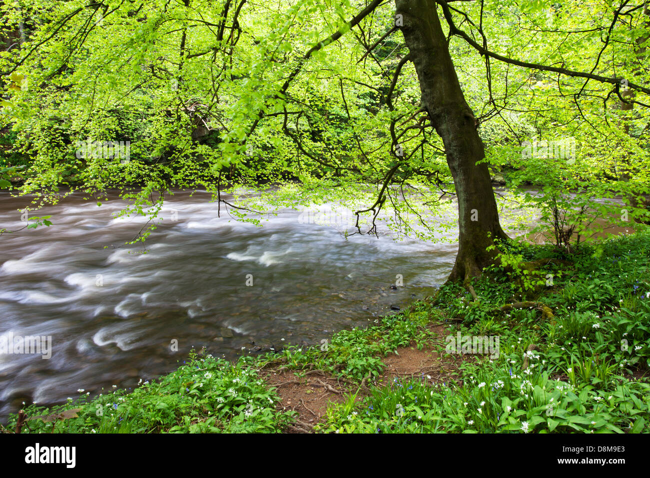 Nidd Gorge in Spring Knaresborough Yorkshire England Stock Photo - Alamy