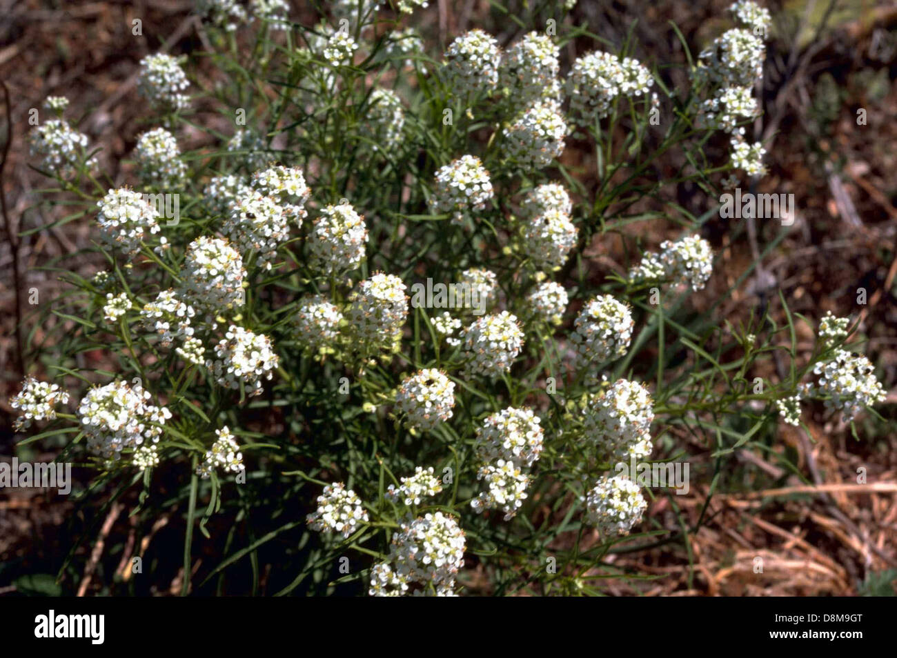 Mild white mustard flowers sinapis hirta Stock Photo - Alamy