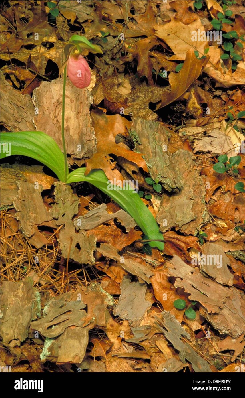 A detailed image of the moccasin flower (Cypripedium acaule), a type of ...