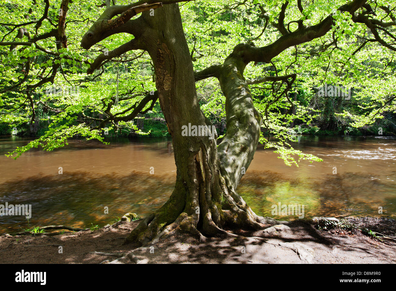 Spring Tree by the River Nidd in the Nidd Gorge Knaresborough Yorkshire ...