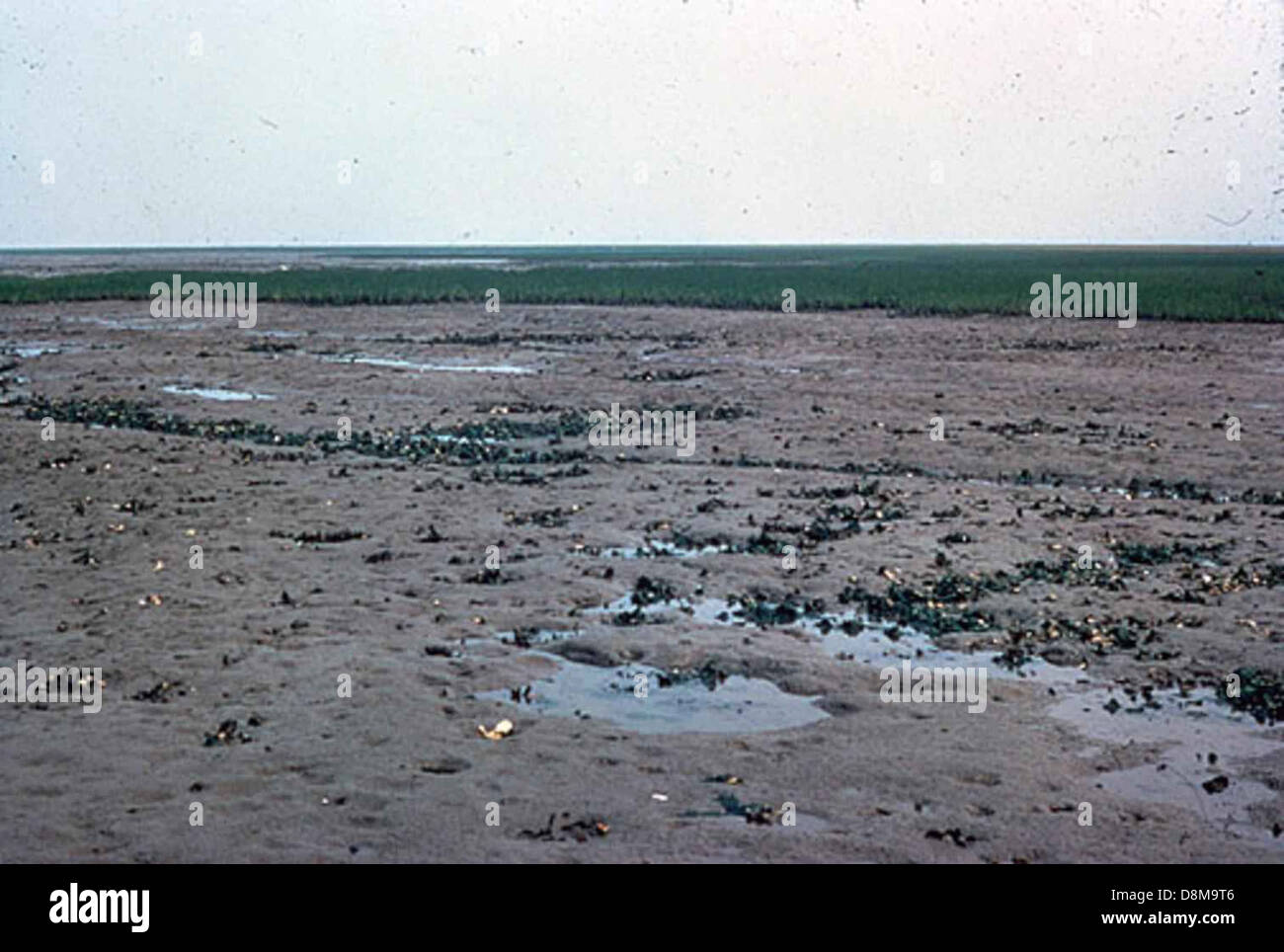 A landscape of mud flats, an important ecological feature in coastal ...