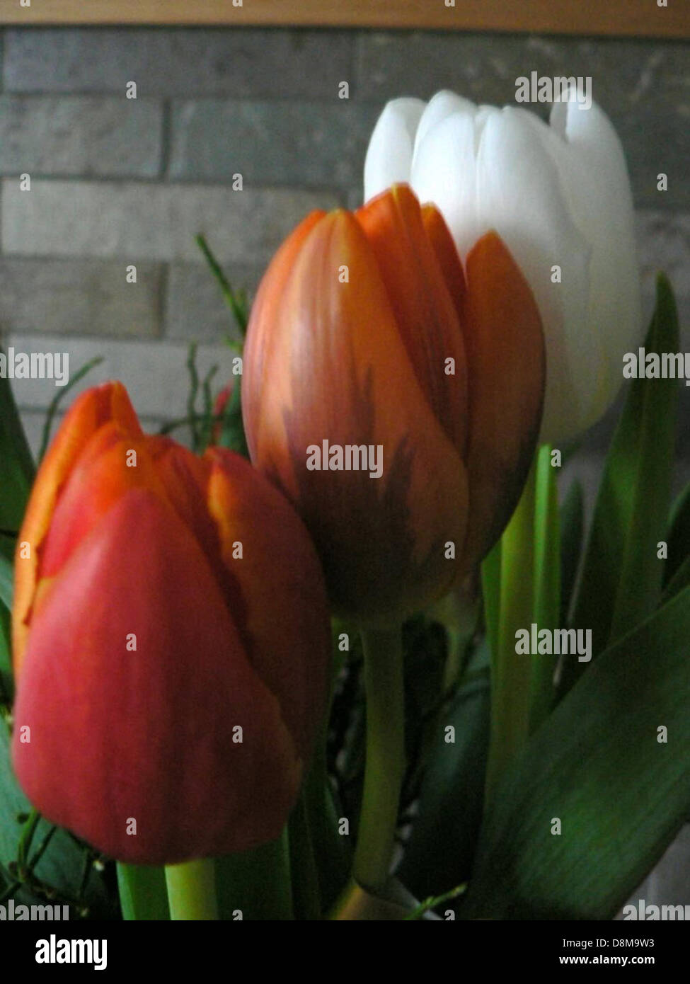 This image shows a variety of multi-colored tulips, known for their ...