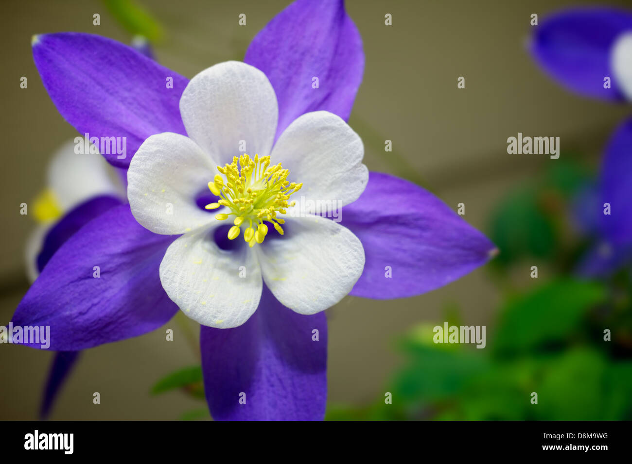 Purple Songbird Mix Columbine Stock Photo - Alamy