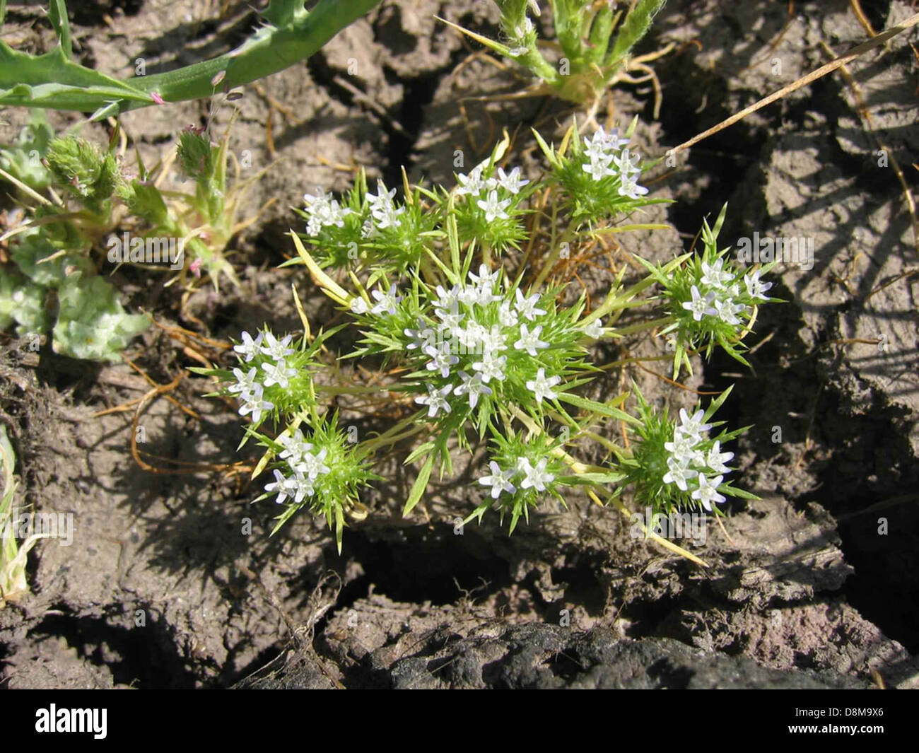 Navarretia fossalis spreading navarretia plant with white flowers Stock ...