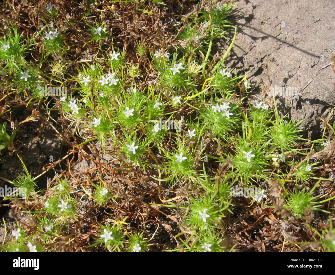Navarretia fossalis, commonly known as spreading navarretia, is a plant ...
