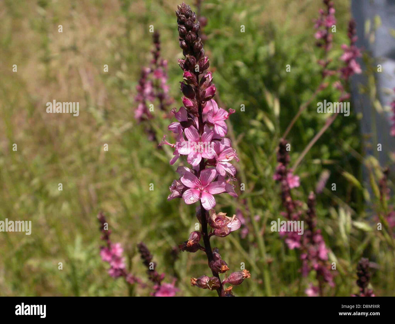 Nelson checker mallow plant wild fields flower Stock Photo - Alamy