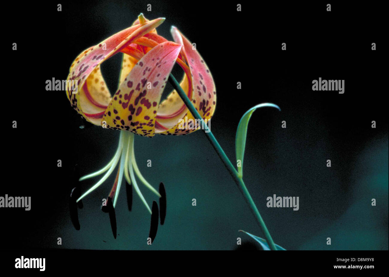 A vibrant flower with nodding blooms in red, pink, and yellow. The ...