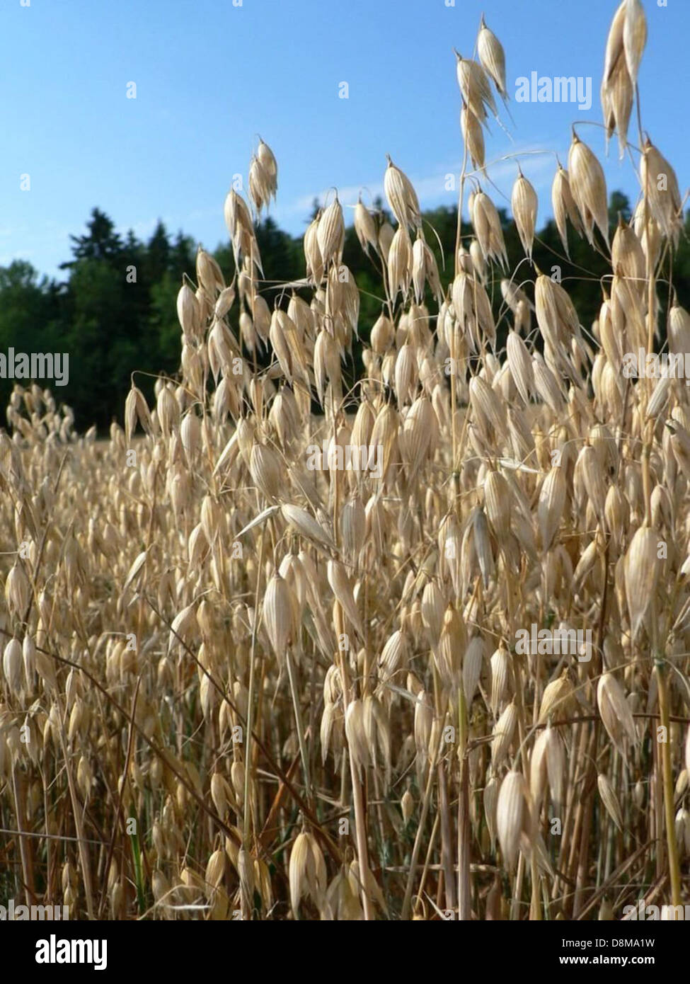 A stock photo showing a close-up view of oats. The image highlights the ...