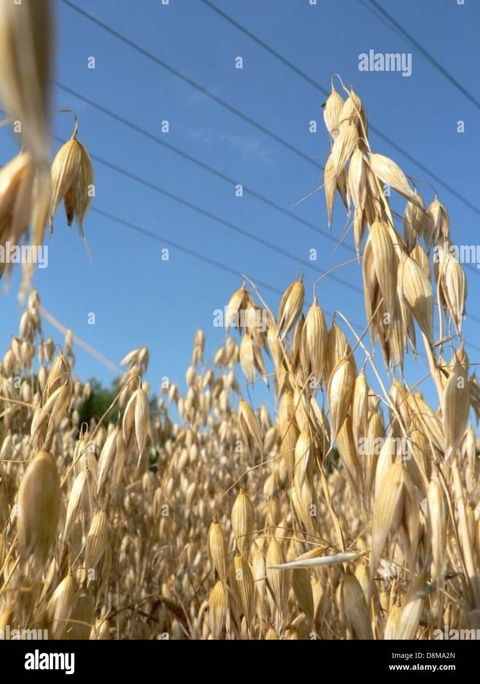 This image captures oats growing in a field. The oat plants are mature ...