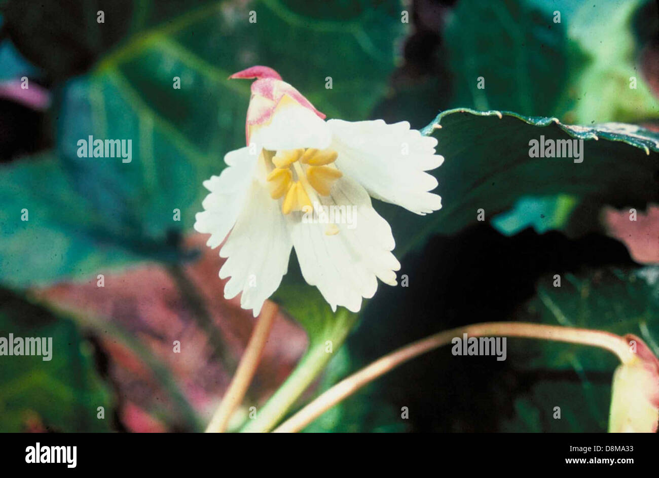 A close-up image of the Oconee Bells plant, with its delicate white ...