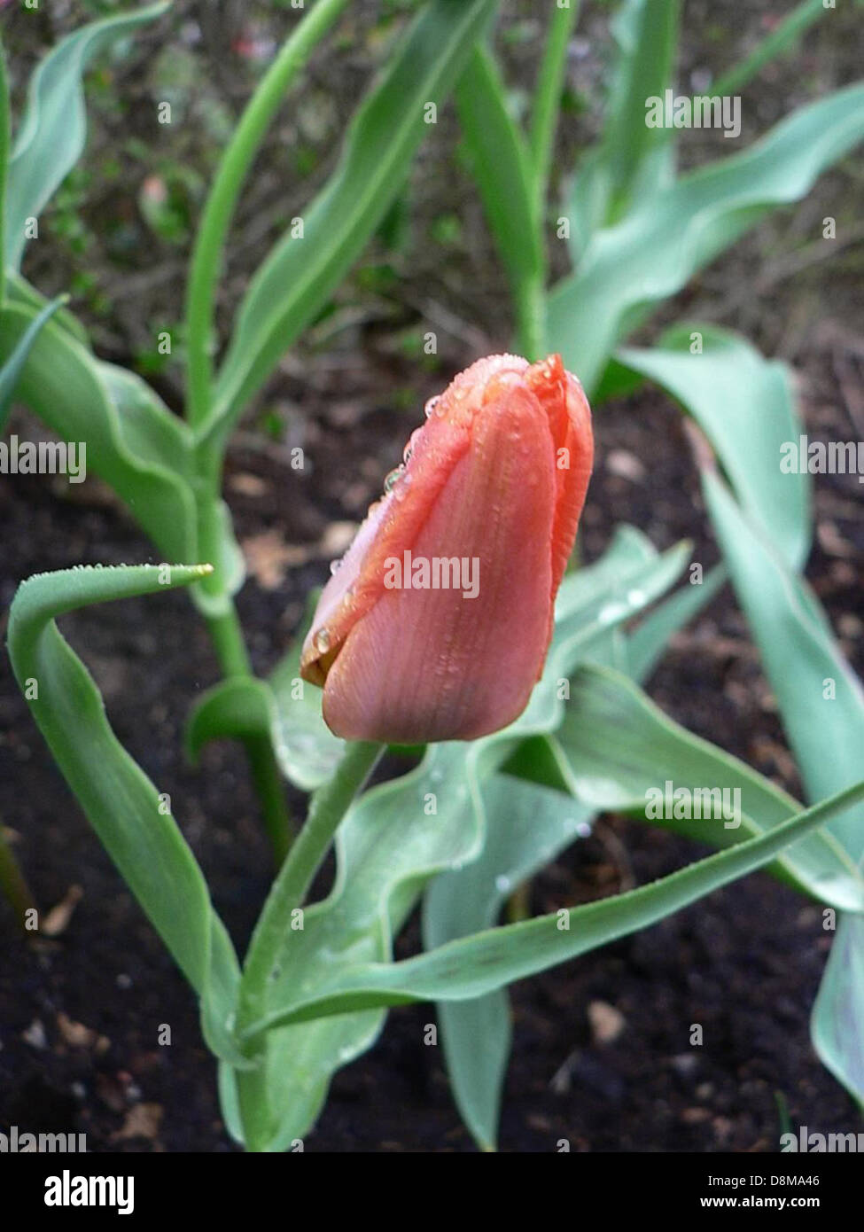 An orange tulip in full bloom captures the vibrant colors of spring ...