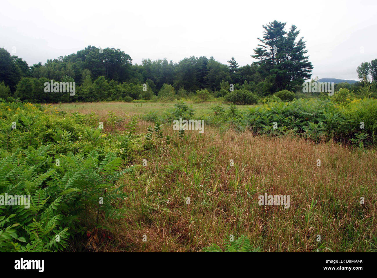 An overgrown field with tall grasses and wild plants, creating a ...