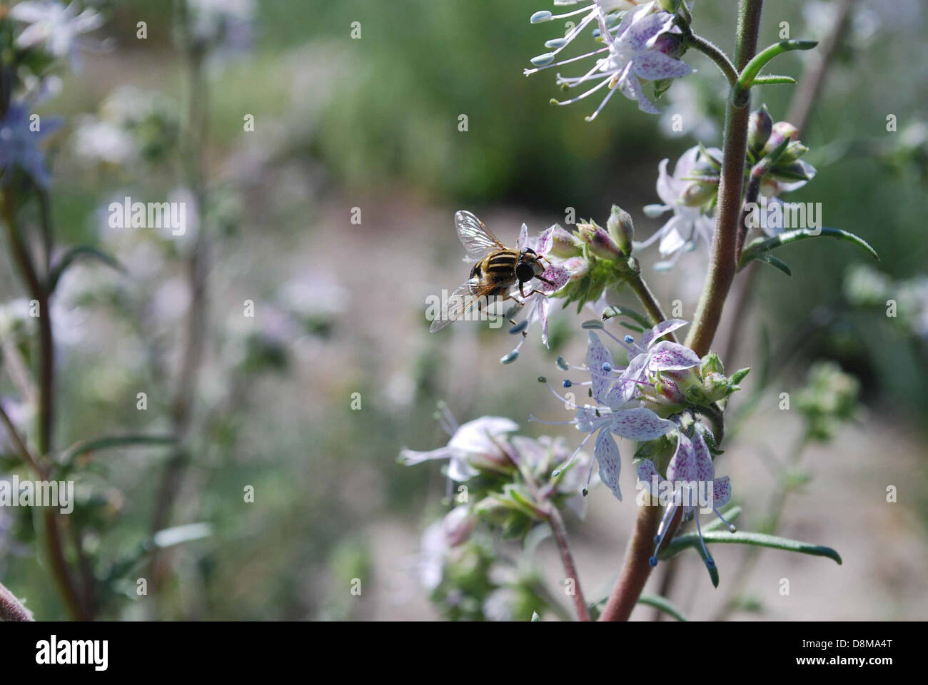 Pagosa skyrocket flowers bloom alongside a bee, which is gathering ...