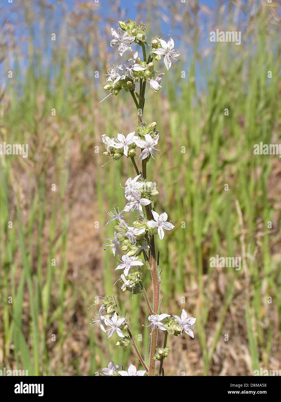 This image shows the Pagosa skyrocket plant (Ipomopsis polyantha) in ...