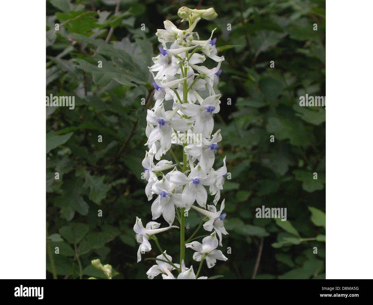 Larkspur in buttercup family hi-res stock photography and images - Alamy