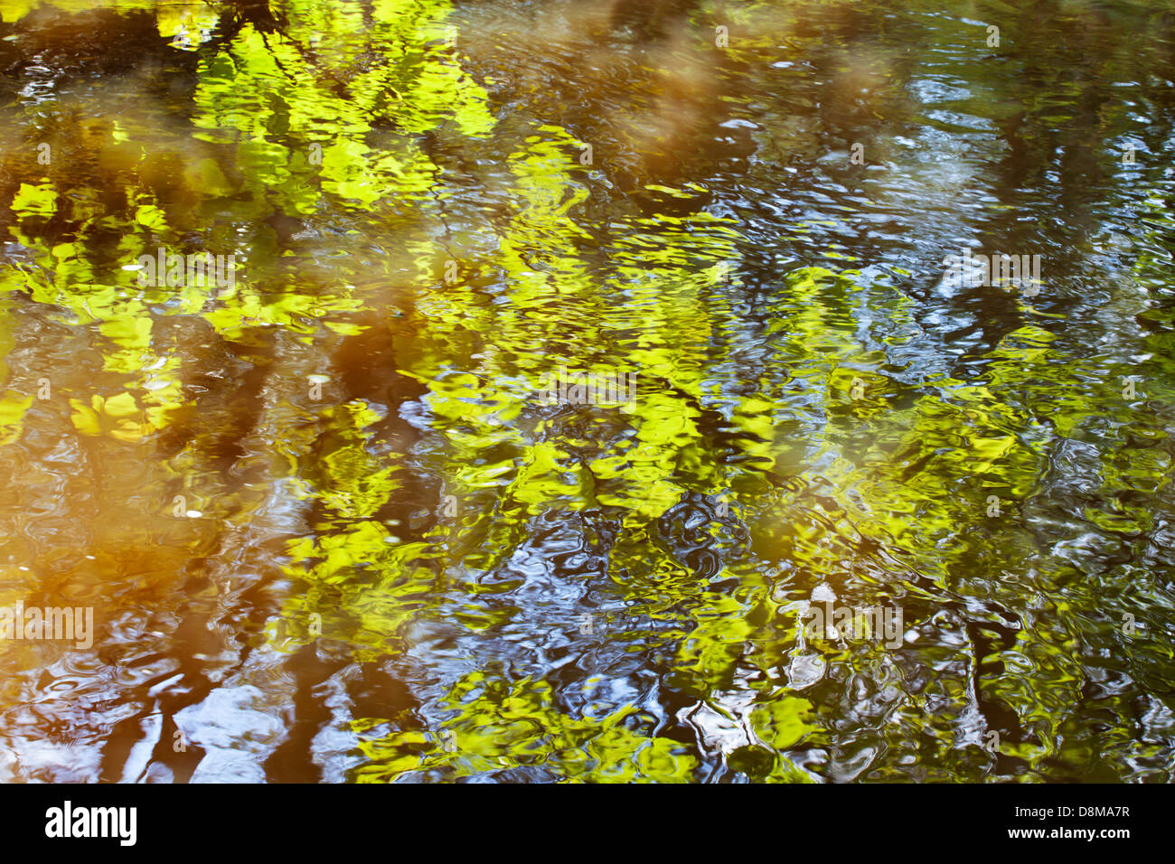 Spring Reflections in the River Nidd Nidd Gorge Knaresborough Yorkshire ...