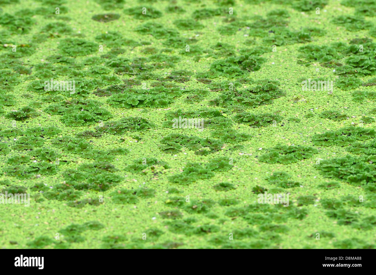 Duckweed hi-res stock photography and images - Alamy