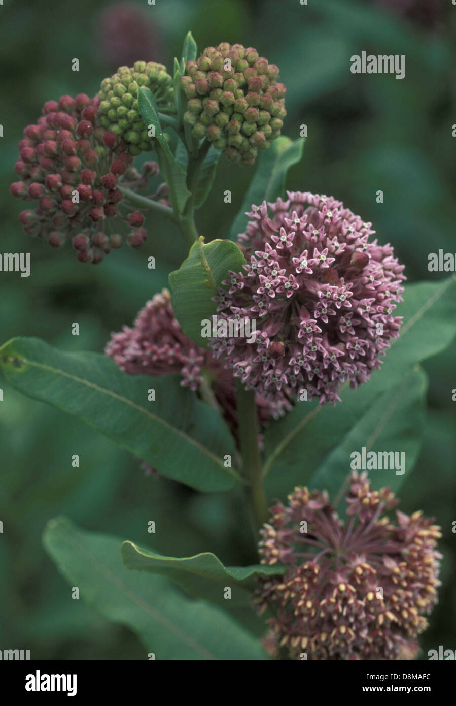 This image shows the pink flowers of the common milkweed plant ...
