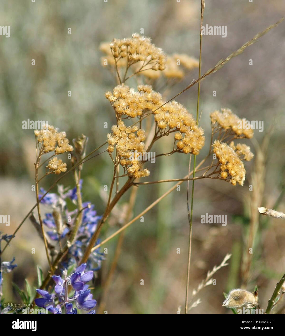 Plants in fields Stock Photo - Alamy