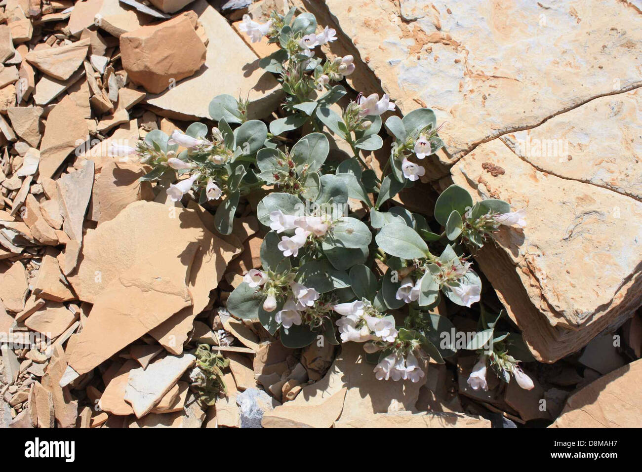 This image shows a plant flowering from a rocky surface. The resilience ...