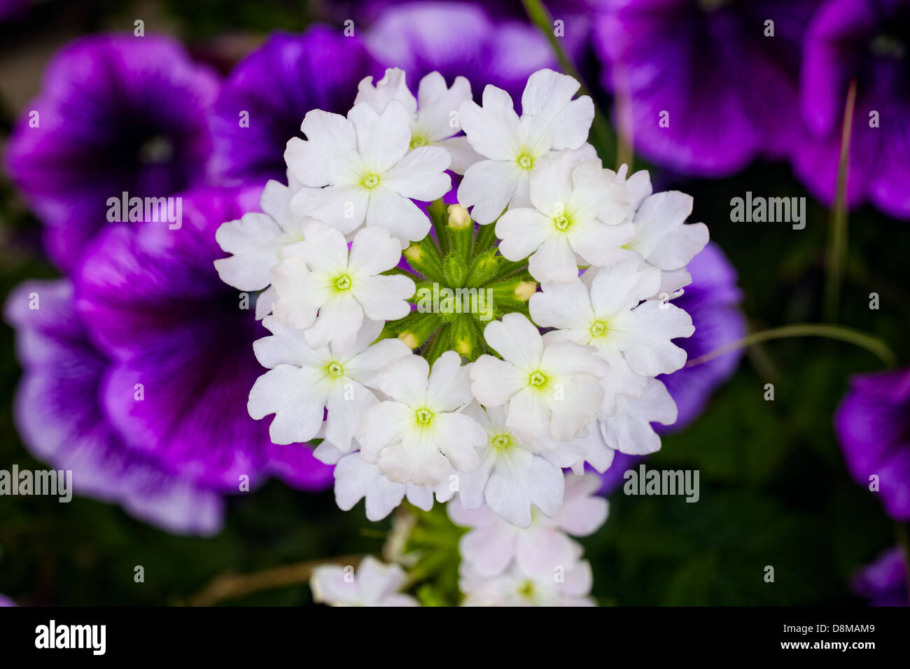 Trailing verbena hi-res stock photography and images - Alamy