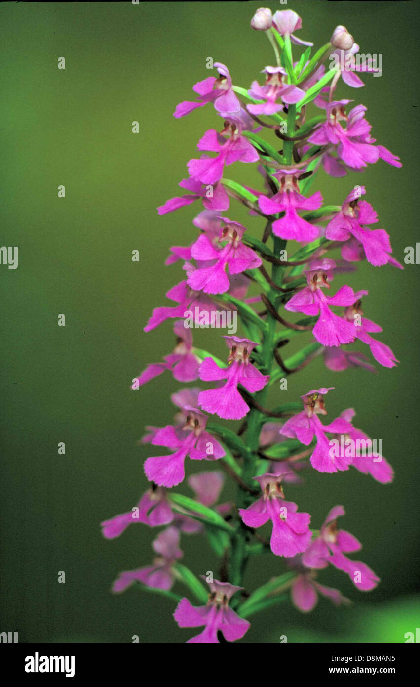 The purple fringeless orchid (Habenaria peramoena) is a rare wildflower ...