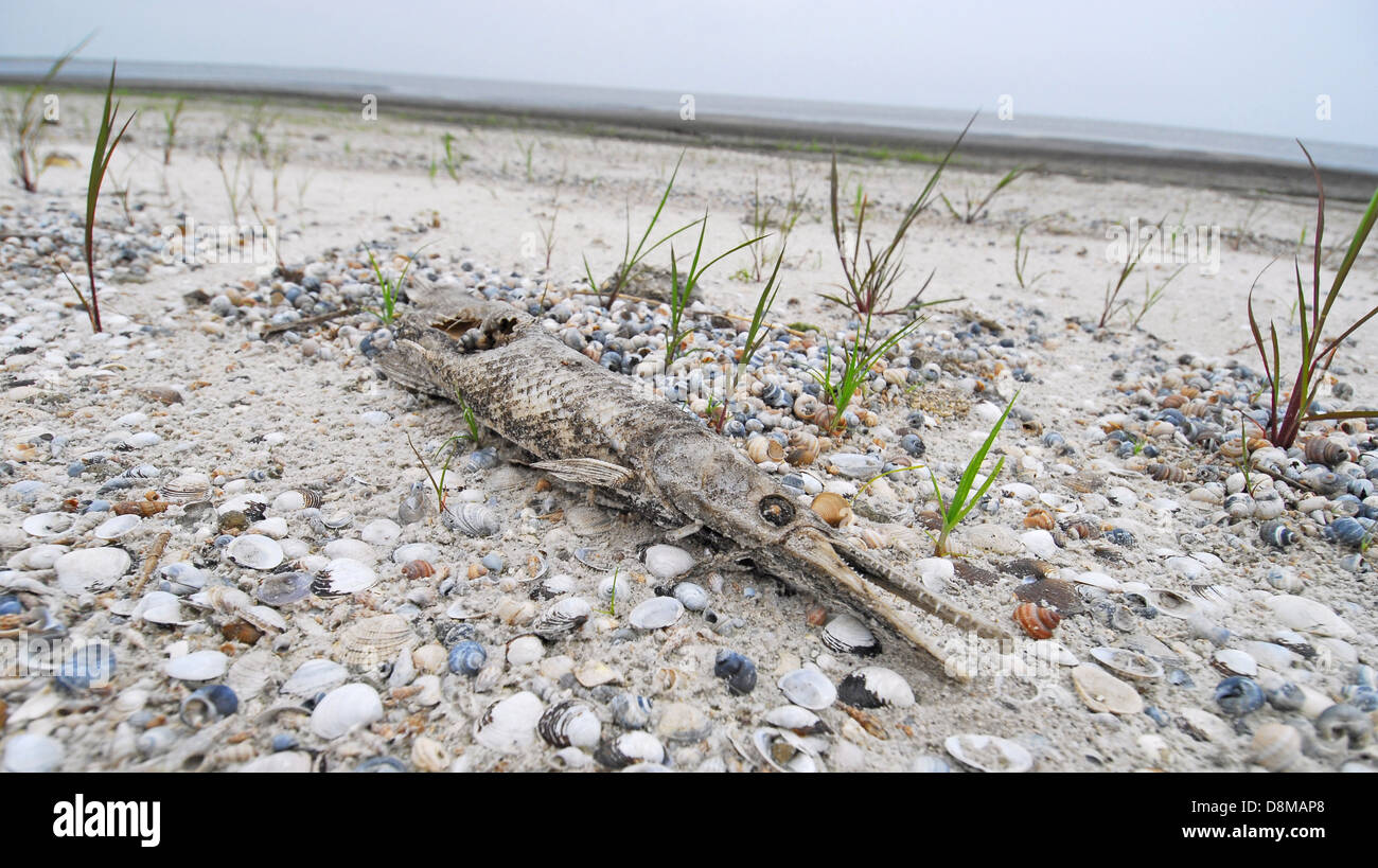 Dead gar fish on ground from dried up lake Stock Photo - Alamy