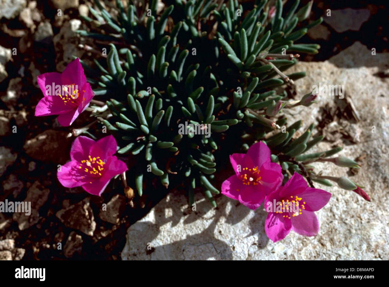 Close-up of purslane flowers, known for their bright, colorful petals ...