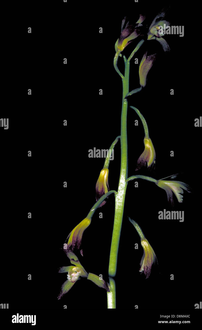 Putty root stem aplectrum hyemale with yellow and purple orchid blooms ...