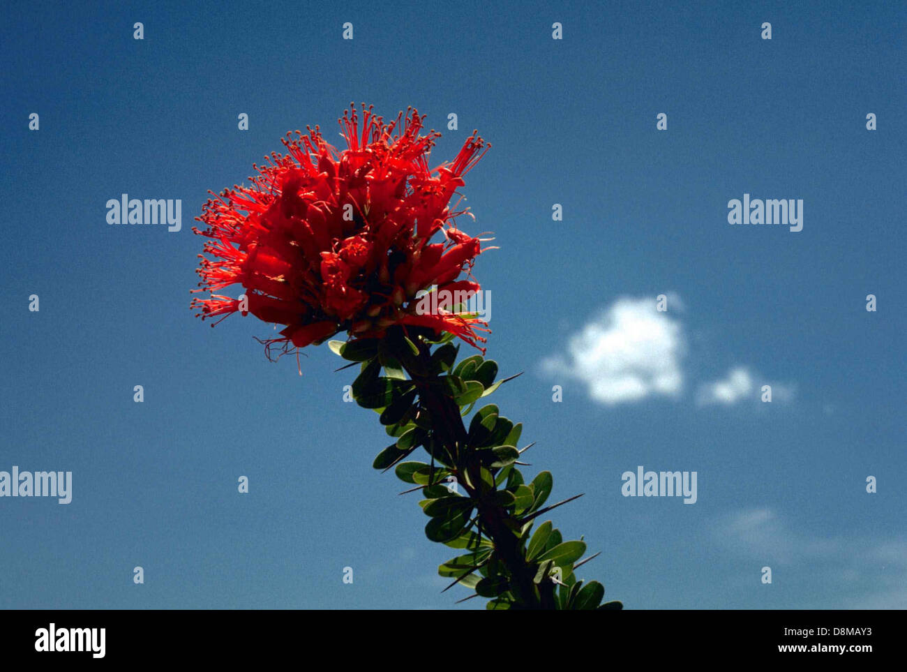 The red ocotillo flower blooms against a dry, desert backdrop. This ...