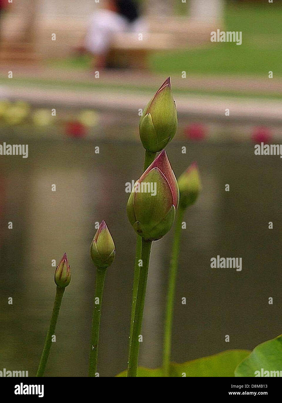 A still, reflective pool of water mirrors the surrounding landscape ...