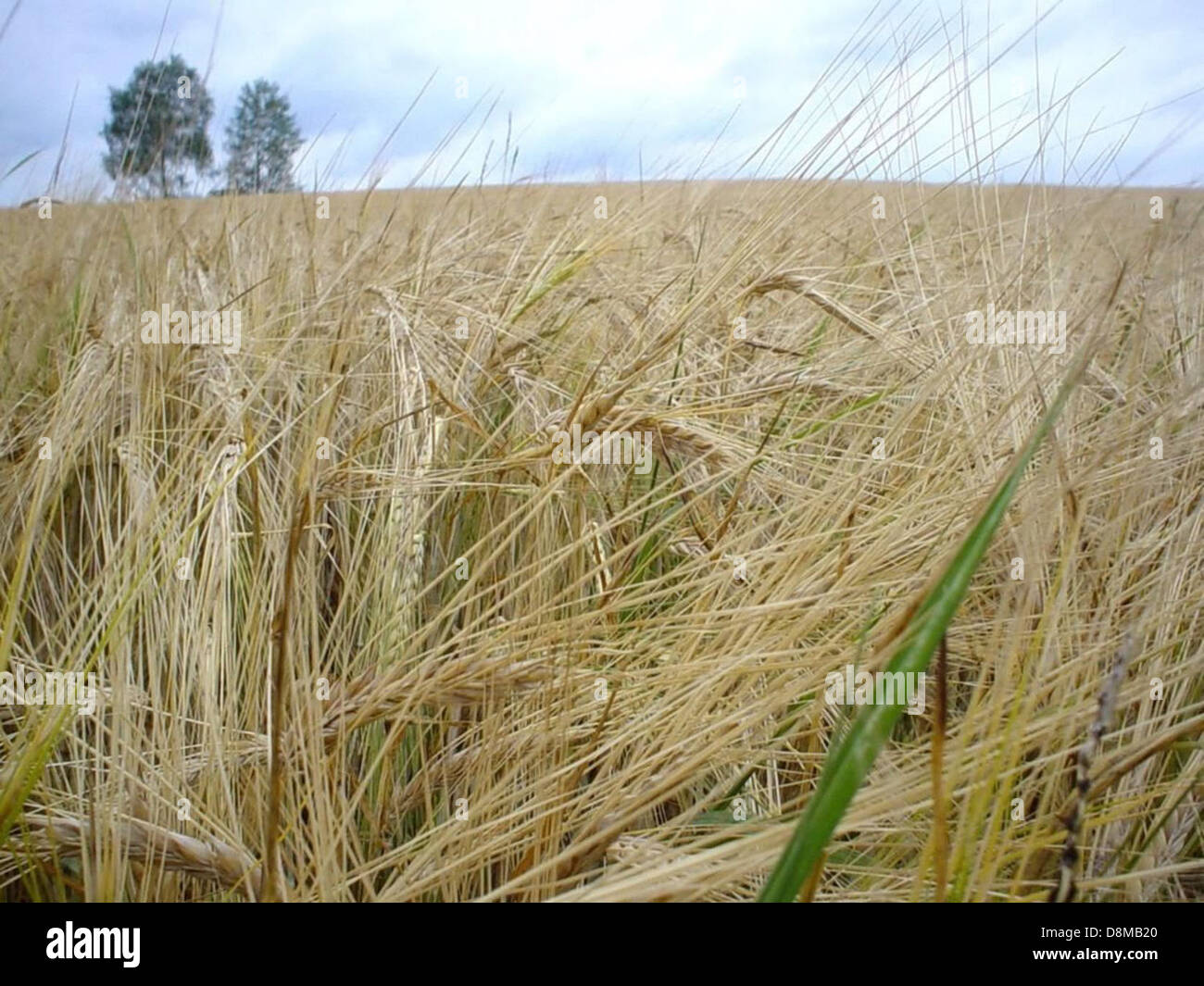 A wide-angle view of a rye field, showcasing rows of tall, golden rye ...