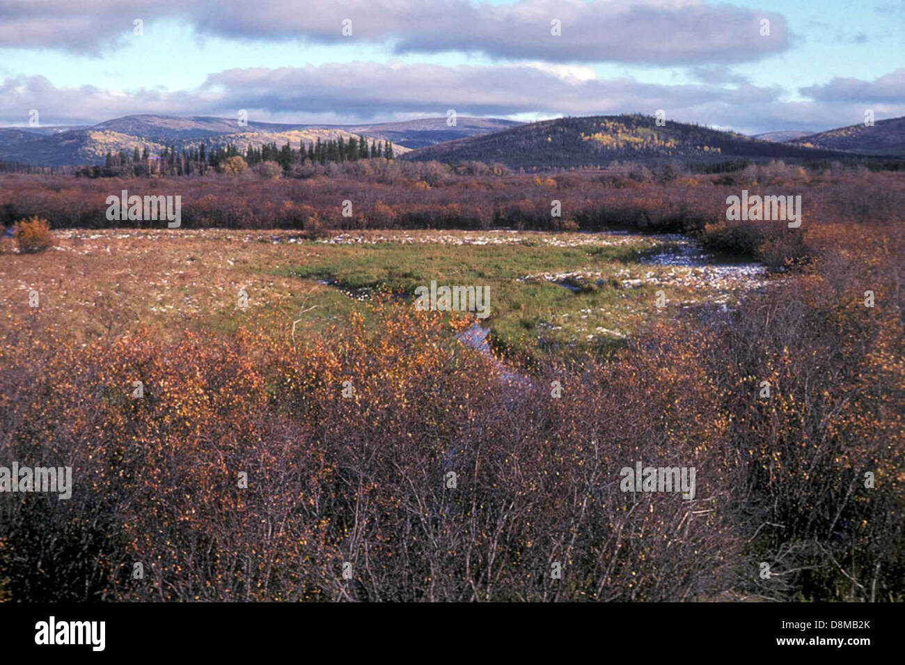 A broad view of summer fields covered with green grasses and ...