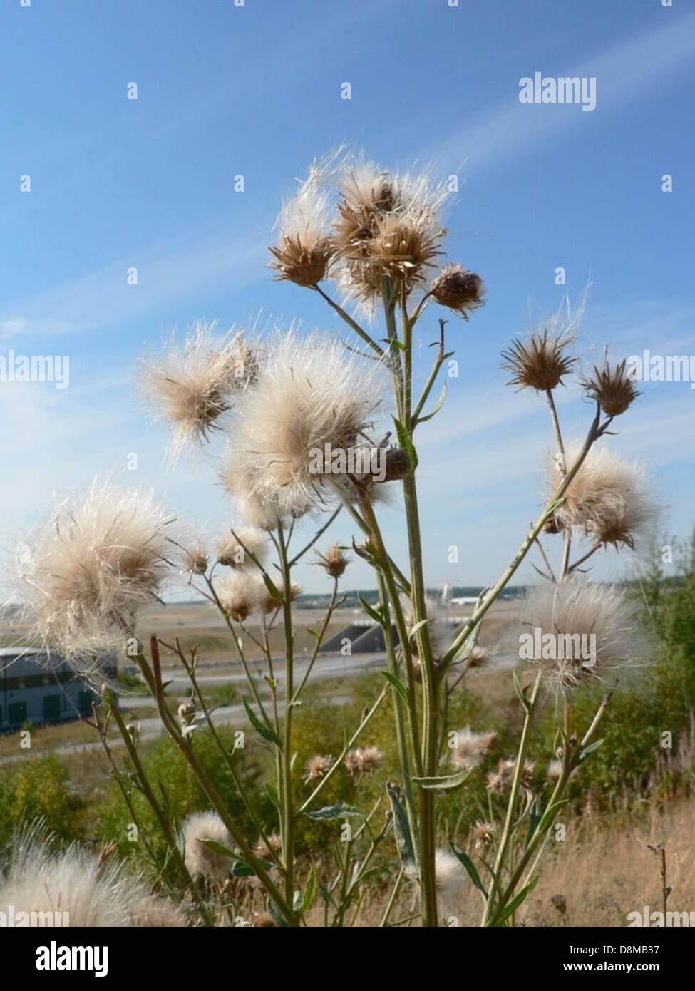 A flower seed being carried by the wind, captured in mid-air. The image ...