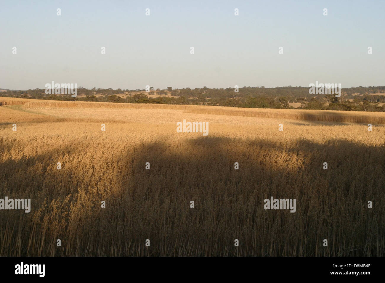 Shadows cast across harvested wheatfield swathes, showing the contrast ...