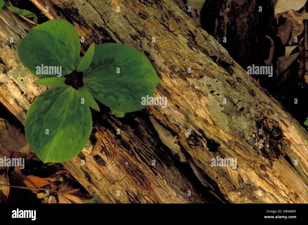 Sessile flowers hi-res stock photography and images - Alamy