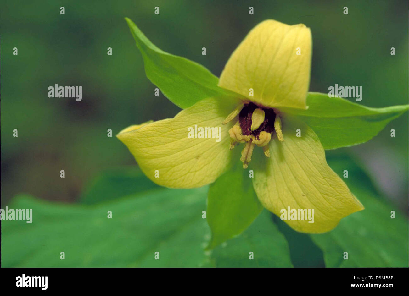 This image features a Southern red trillium plant with a yellow blossom ...
