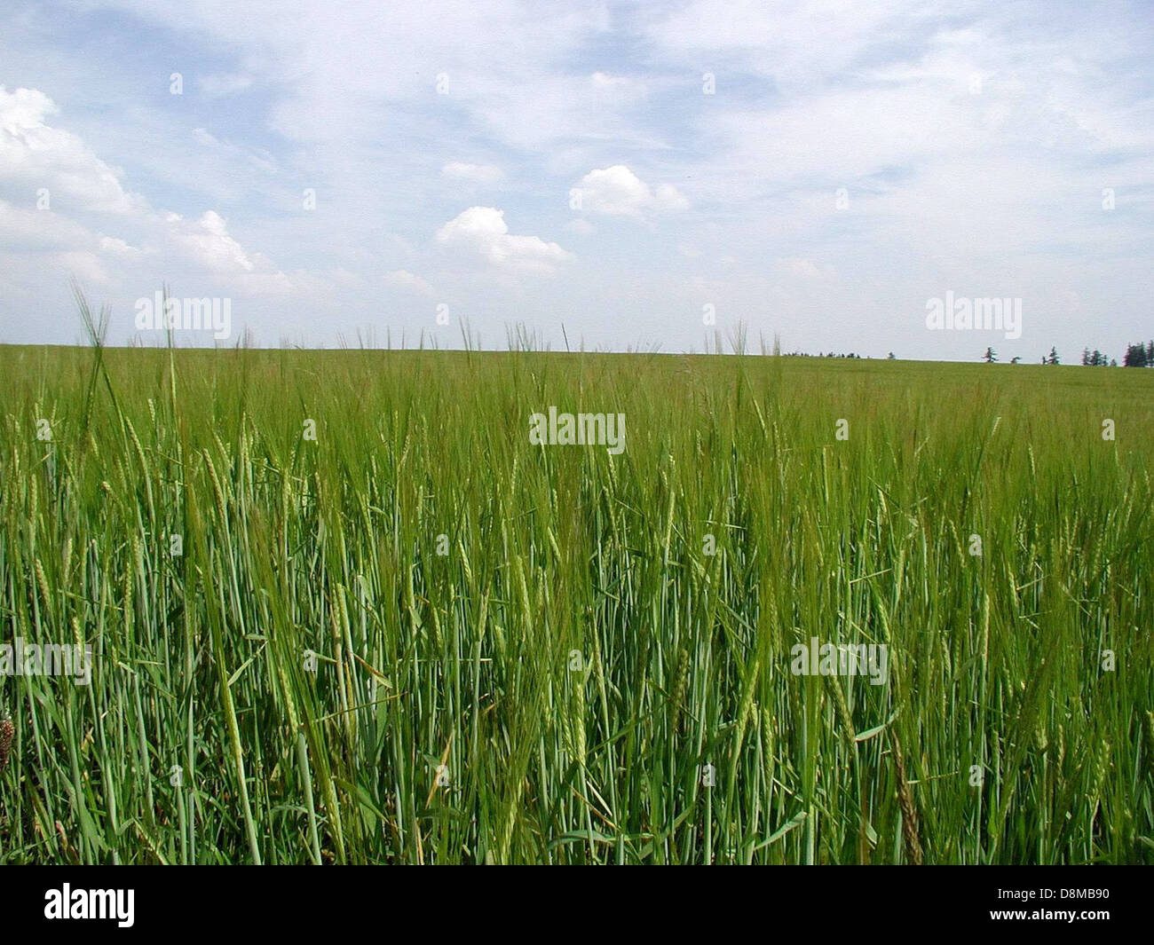 A large plot of sown agricultural land stretches across the landscape ...