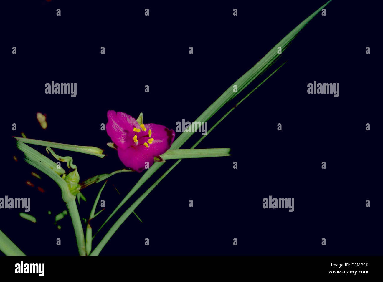 Red spiderwort hi-res stock photography and images - Alamy